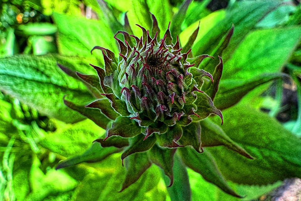 Mystery plant | captureasecond | Blipfoto