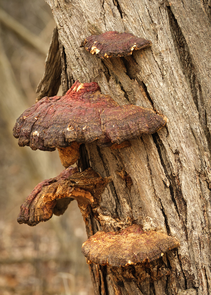 Red Bracket | MikeWest | Blipfoto