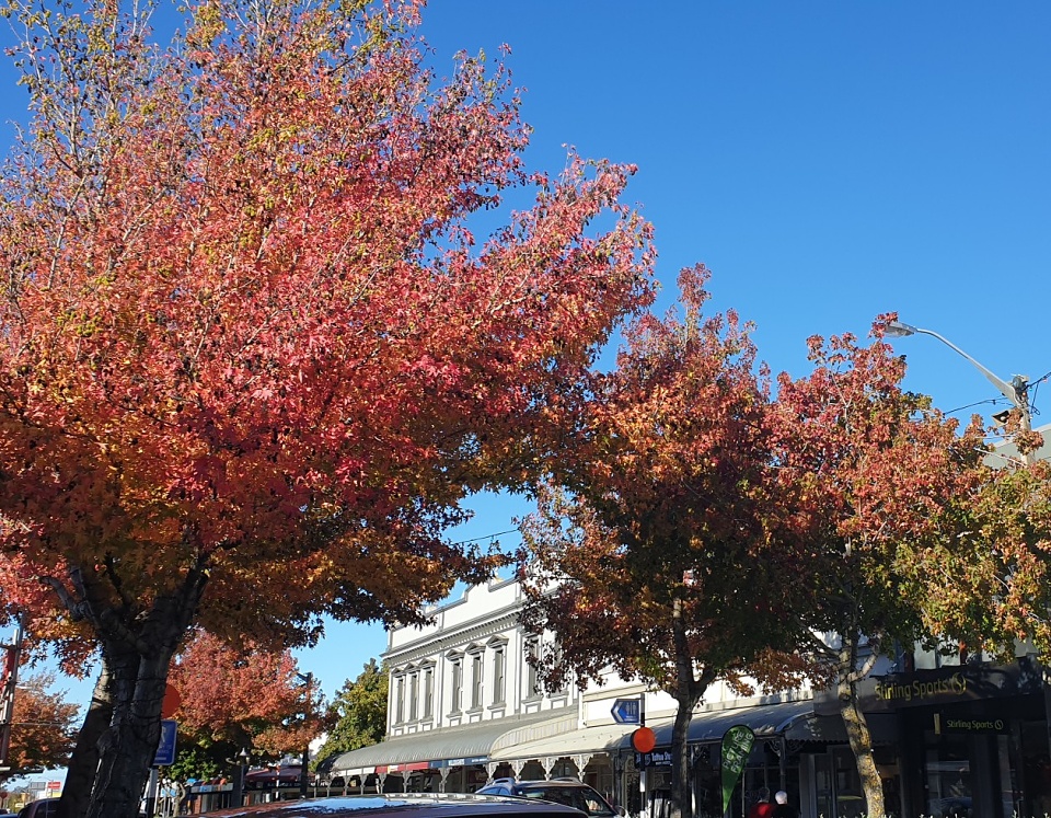 Autumn...... | flying | Blipfoto