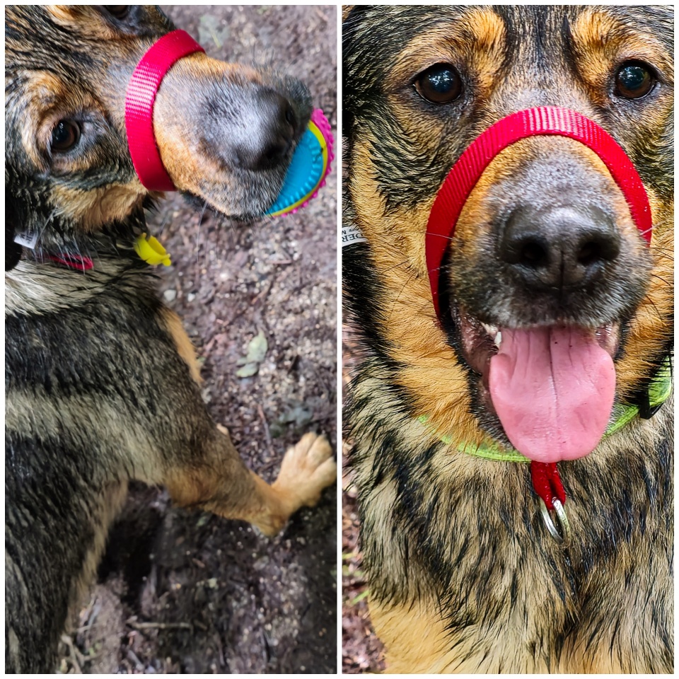 Wet dogs | Skyegirl50 | Blipfoto