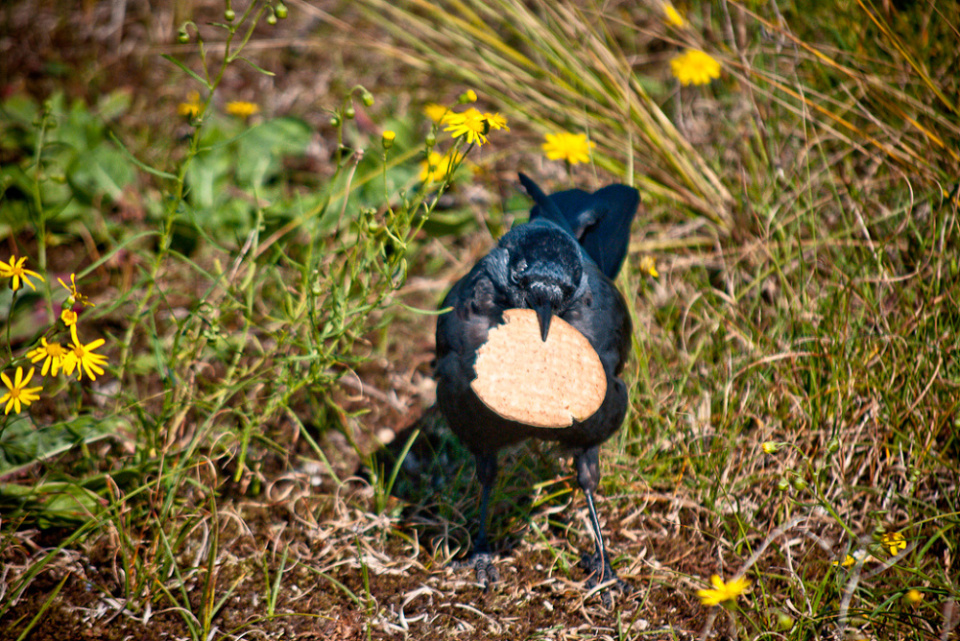 the crow with the cookie | funnyfaces | Blipfoto
