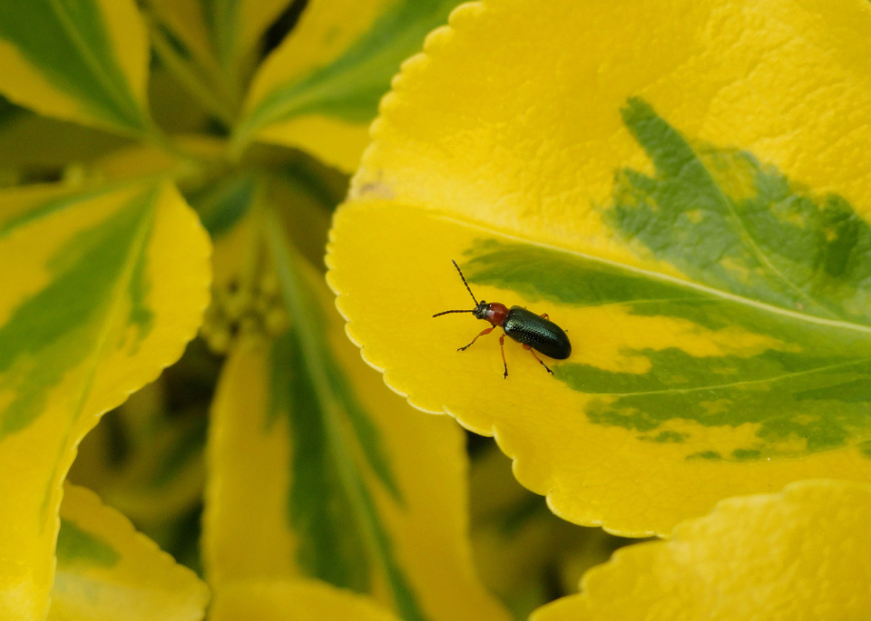 Beetling... | sgwarnog | Blipfoto