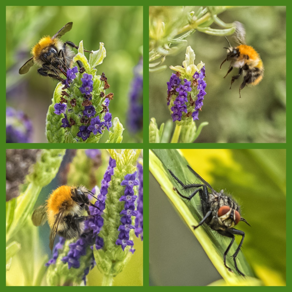 Buzzing | Bom | Blipfoto