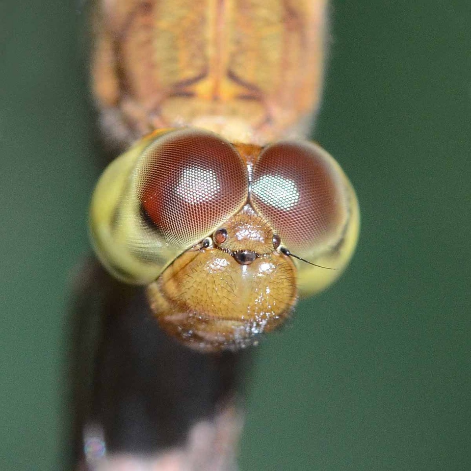 Dragon Ocelli | Vodkaman | Blipfoto