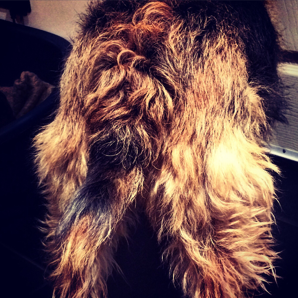 Fuzzy bum | MairiFiona | Blipfoto