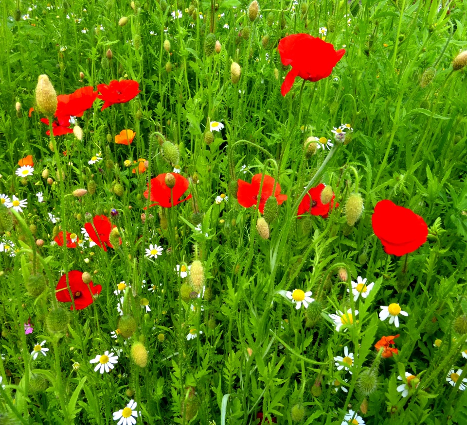Wild flower patch | Skyegirl | Blipfoto
