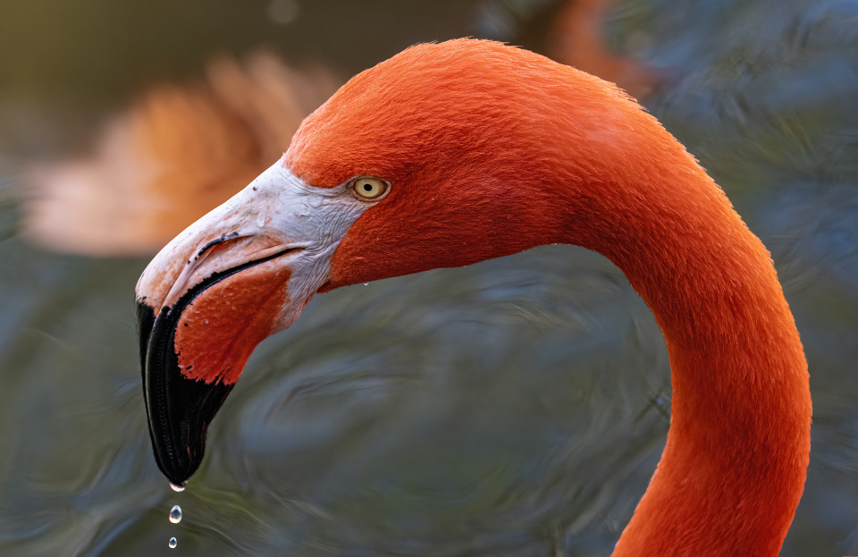 Dripping Flamingo | gblrps | Blipfoto