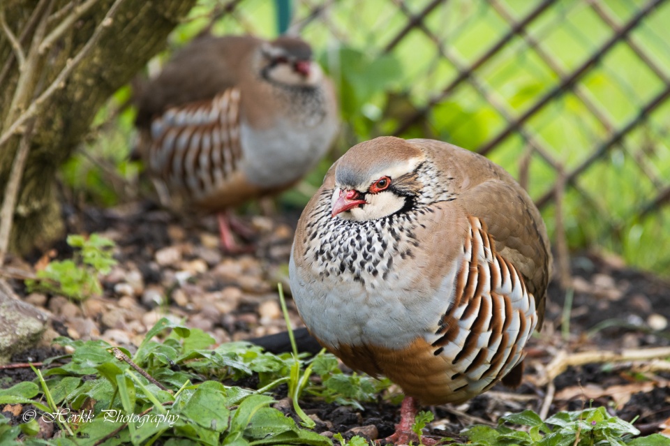 Meet The Partridge Family | Hevkk | Blipfoto