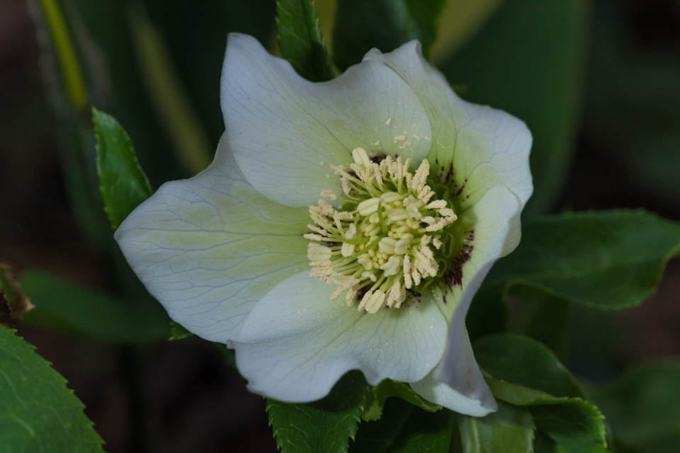 Hells Bells | jensphotos | Blipfoto