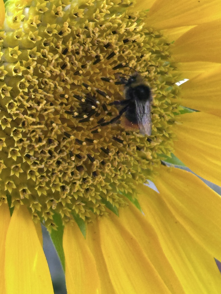 Very satisfying | RedFlash | Blipfoto