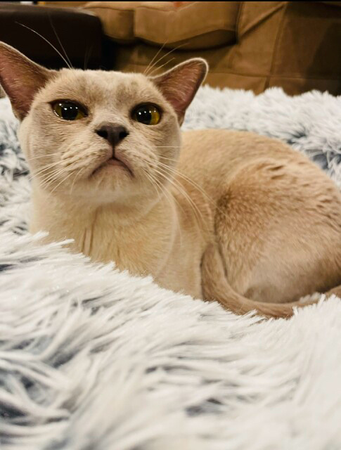 Little Miss Bella | SweetArt | Blipfoto