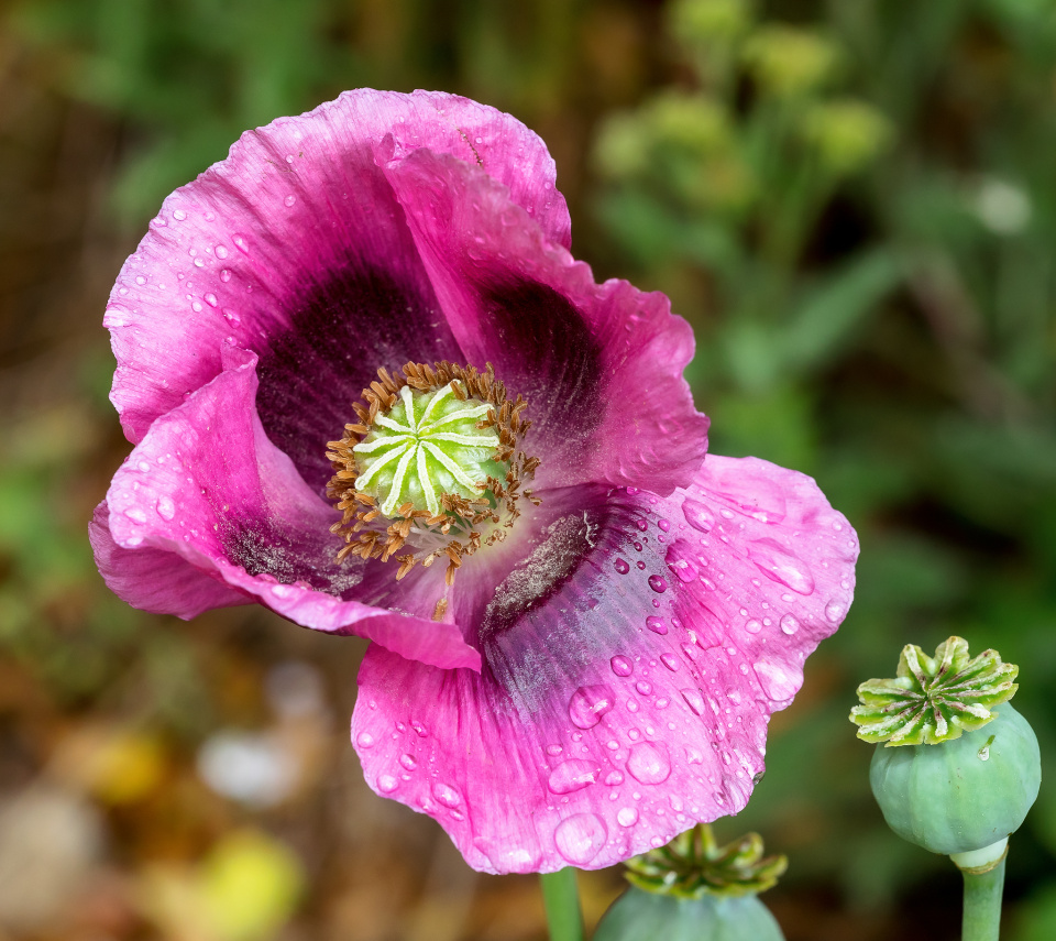 Soggy Poppy And Seedhead | madwill | Blipfoto