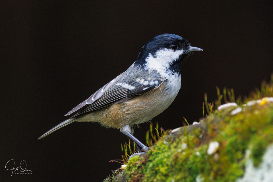 Brave | JDO | Blipfoto