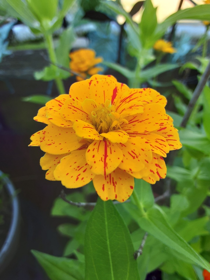 Fancy zinnia | valentina64 | Blipfoto