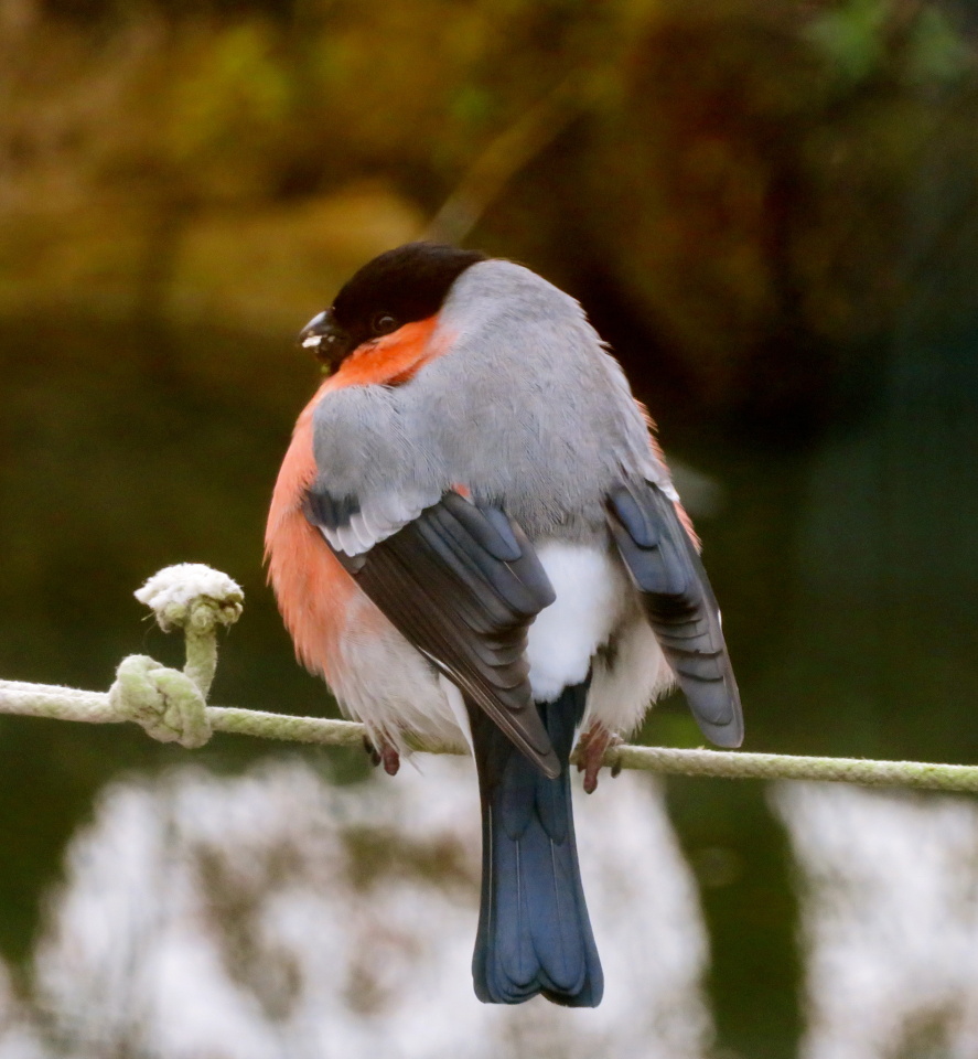 A VERY VERY FAT BULLFINCH. | Larchlea | Blipfoto
