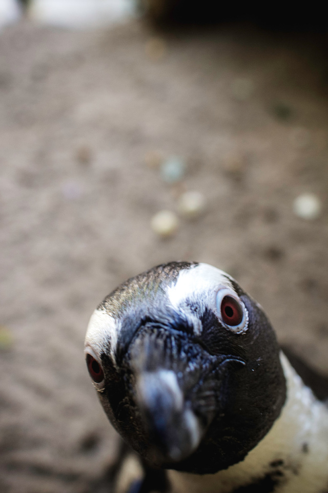 Wotcha! | oldtownpaul | Blipfoto