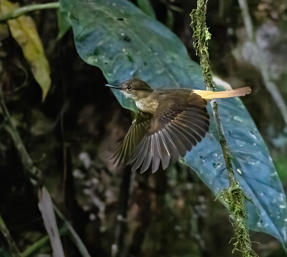 Royal | Hillyblips | Blipfoto