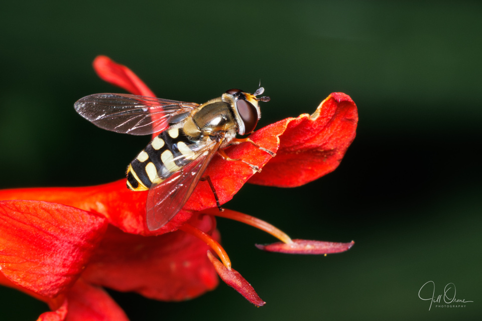 Macro mayhem | JDO | Blipfoto