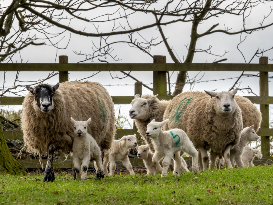 Spring lambs | fotoday | Blipfoto
