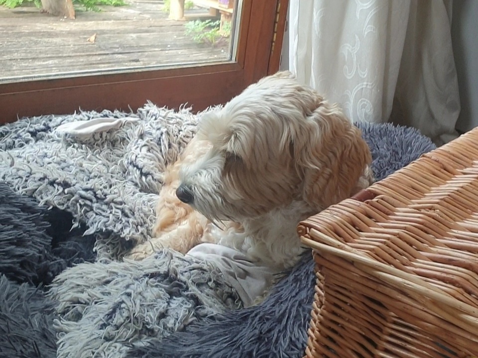 Poorly Pup. | HeartFreek | Blipfoto
