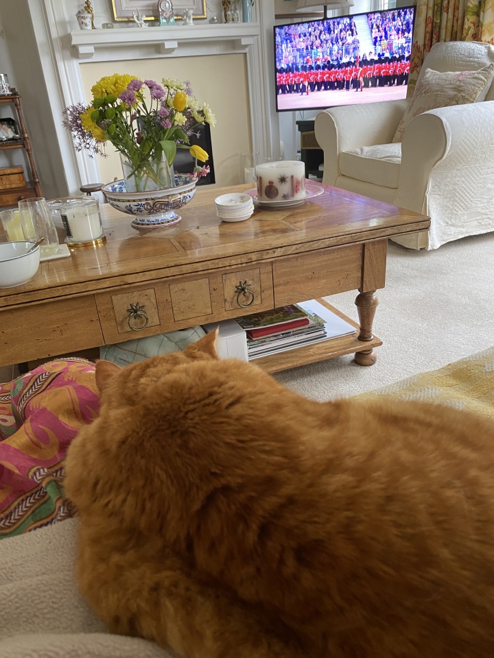 Another day, another cat. | Woolley | Blipfoto