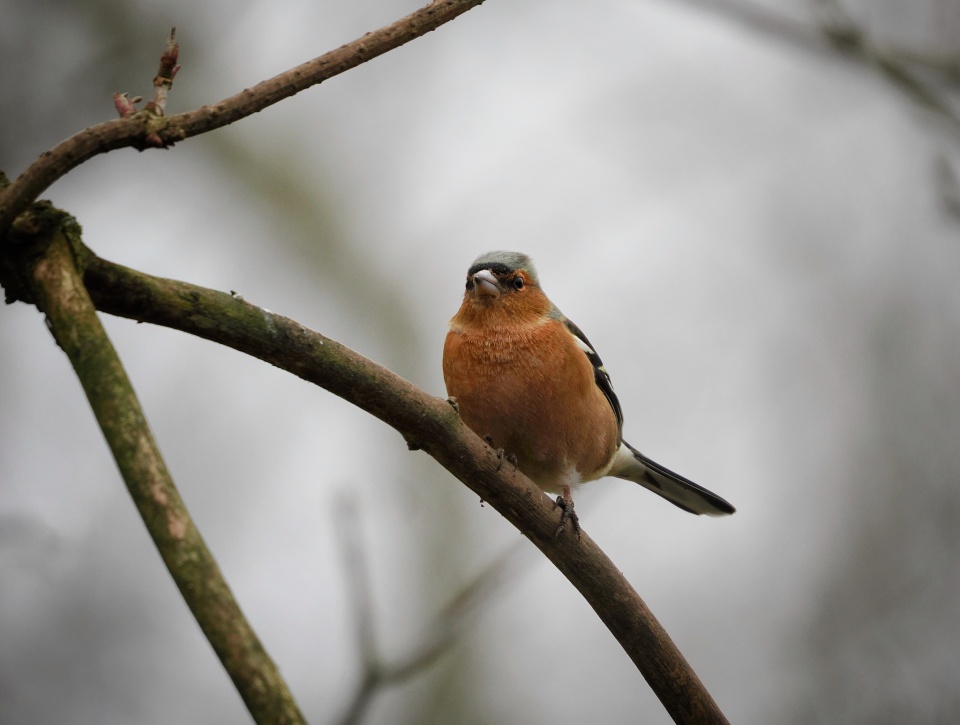 Common | Technophobe | Blipfoto