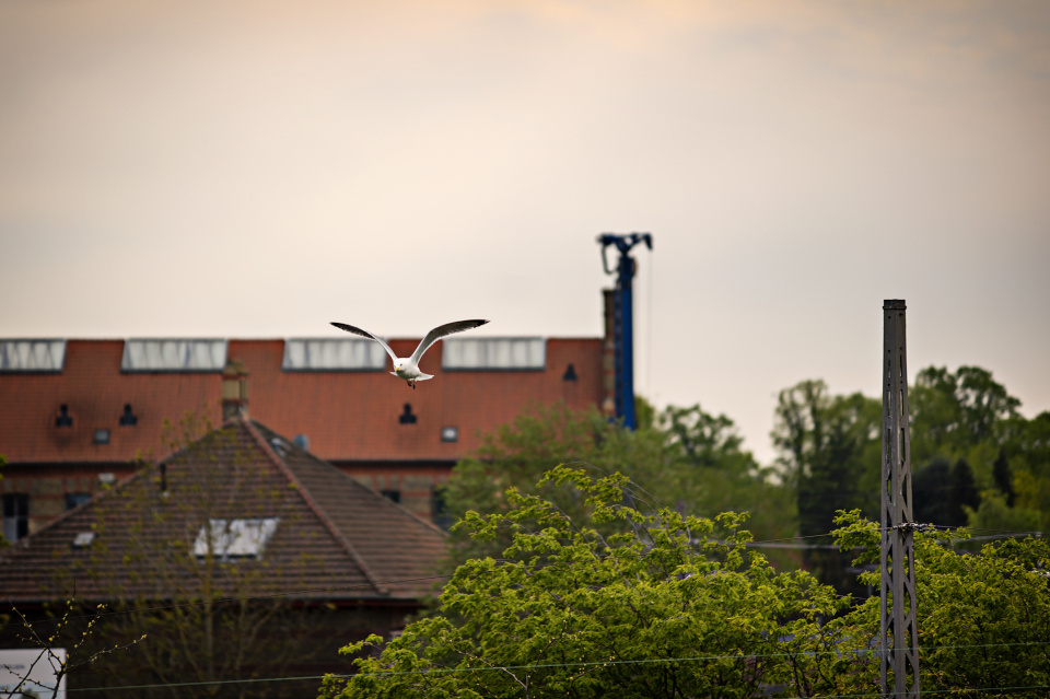 Prison Bird | RtCph | Blipfoto