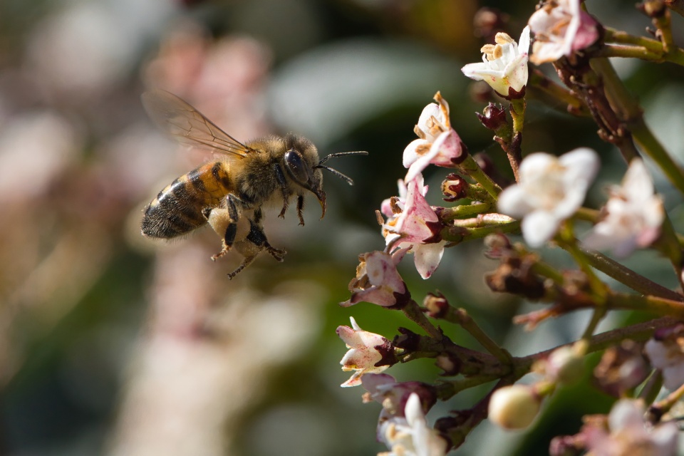 First Bee Shot of 2025! | Incredibish | Blipfoto