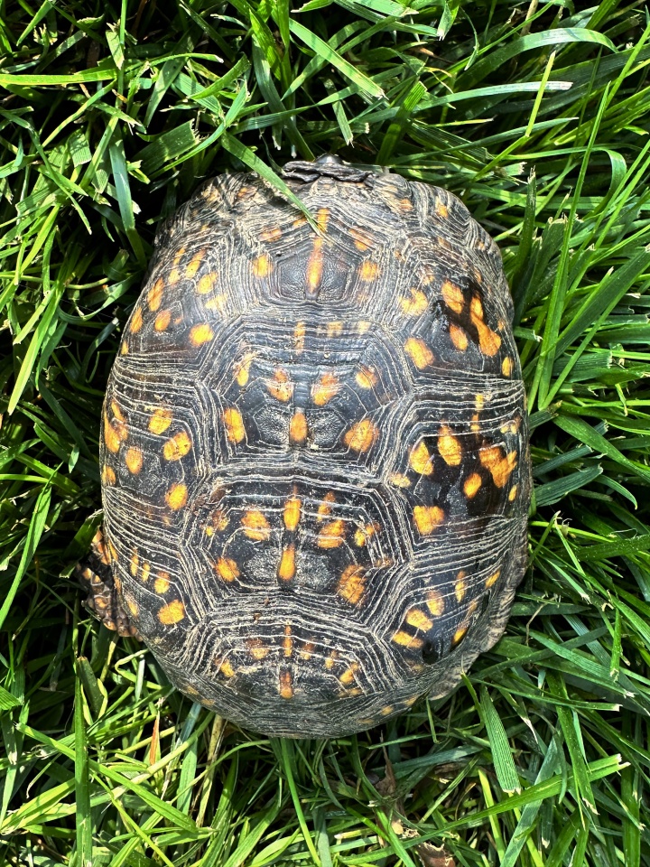 Box Turtle | Kimb | Blipfoto