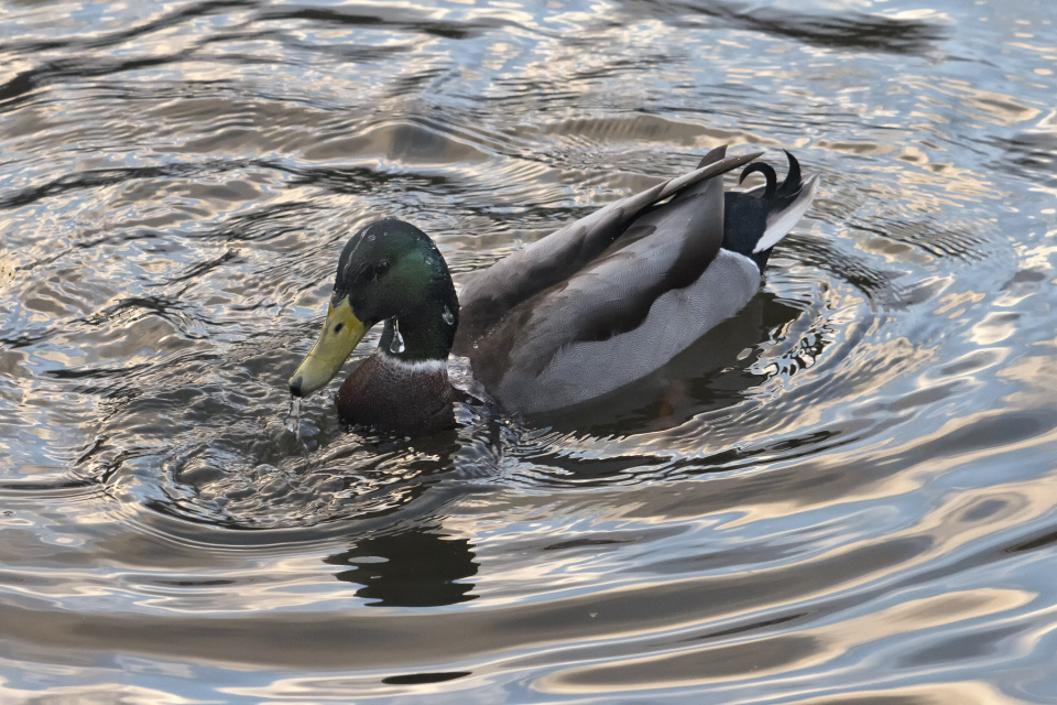 Tears of a Duck | LizMBpics | Blipfoto