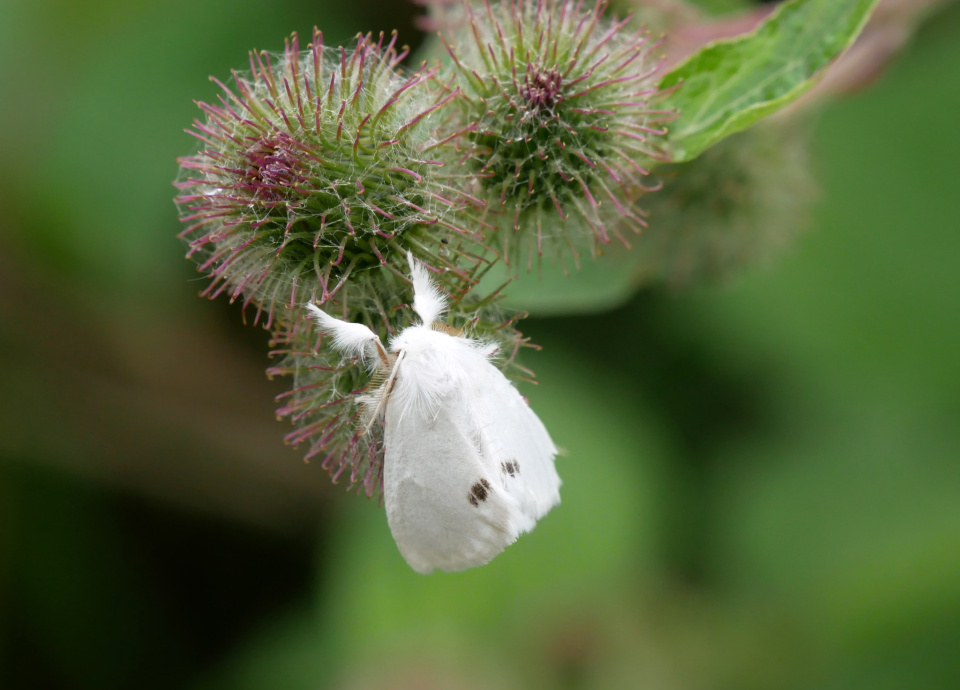 Yellow-Tail moth | NatureWatcher | Blipfoto