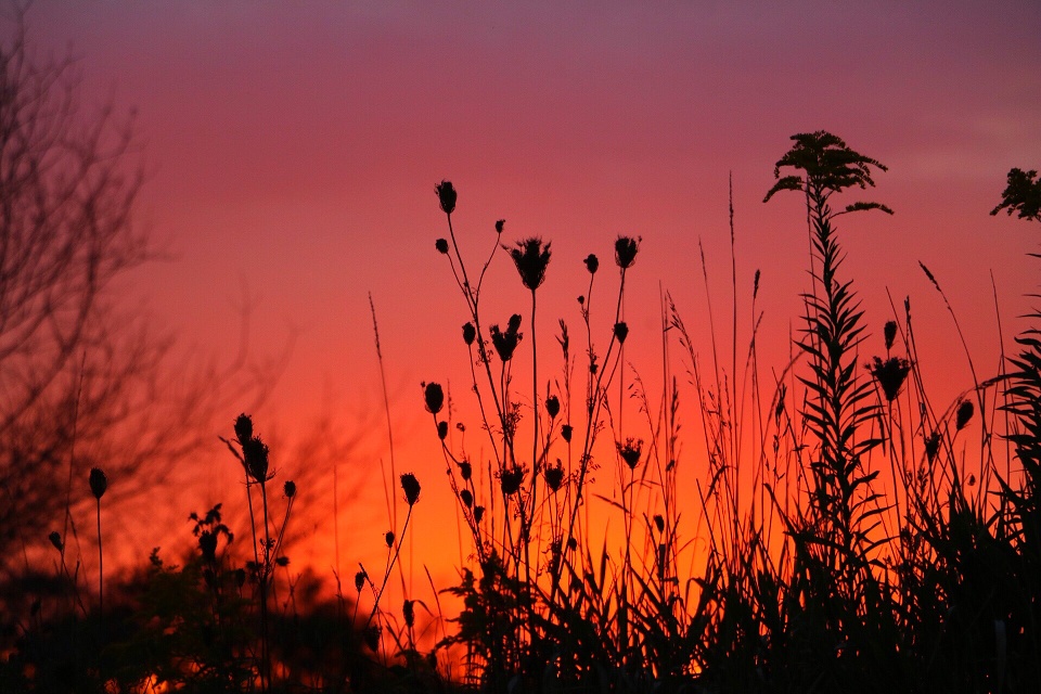 Sunset weeds | kellynicol61 | Blipfoto