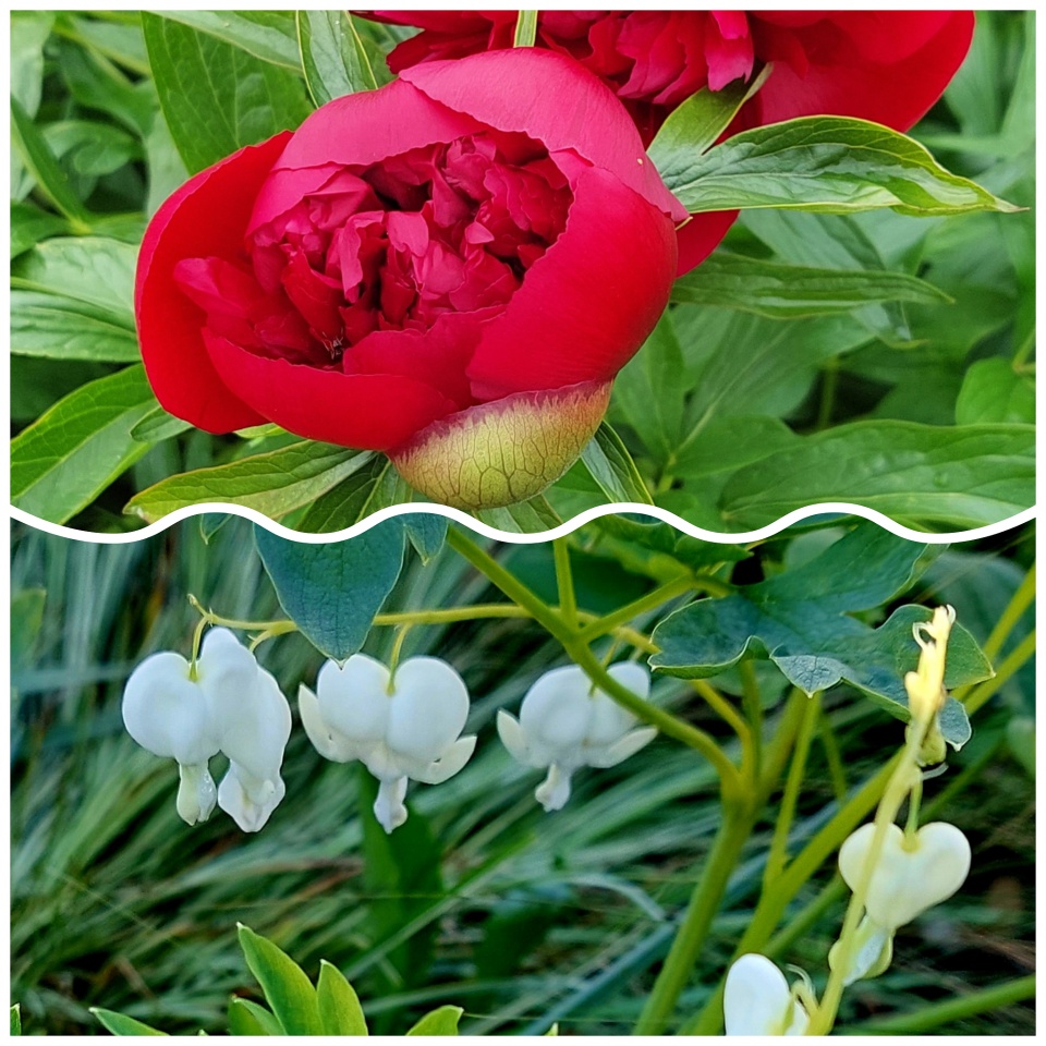 PEONIE ROSE WHITE BLEEDING HEARTS. | sunflower | Blipfoto