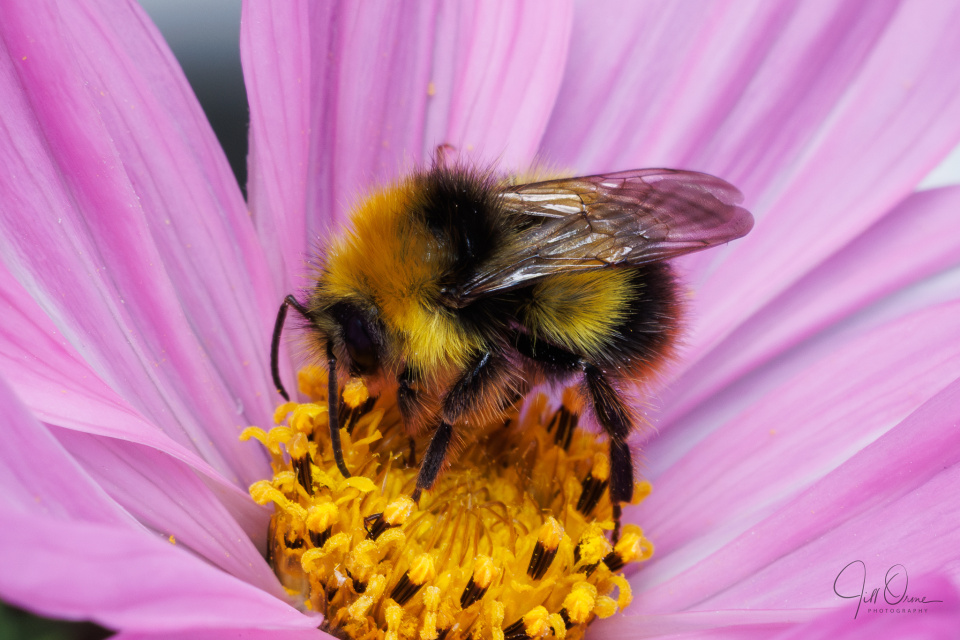 Spiffy | JDO | Blipfoto