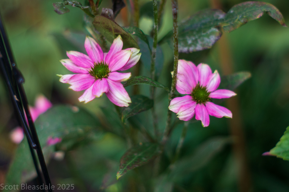 Is it Autumn yet? | ScottElbee | Blipfoto