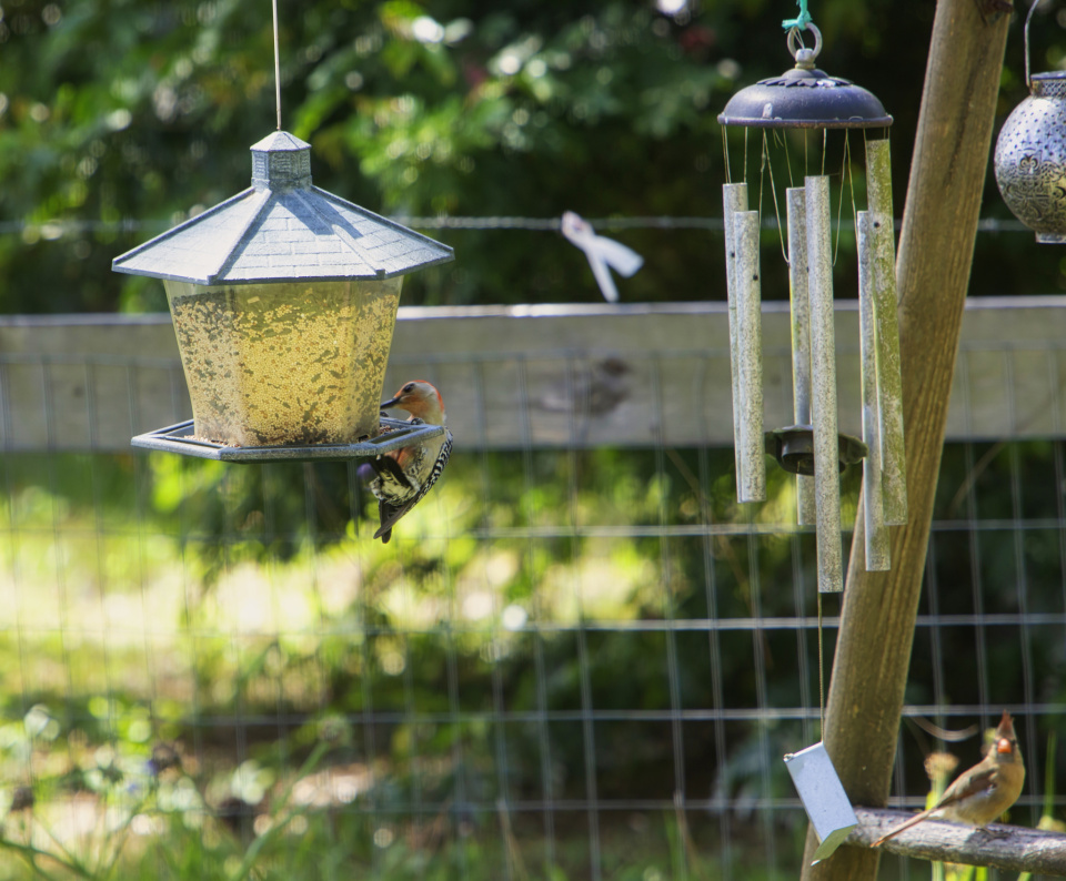 All About The Birds | bugsman | Blipfoto