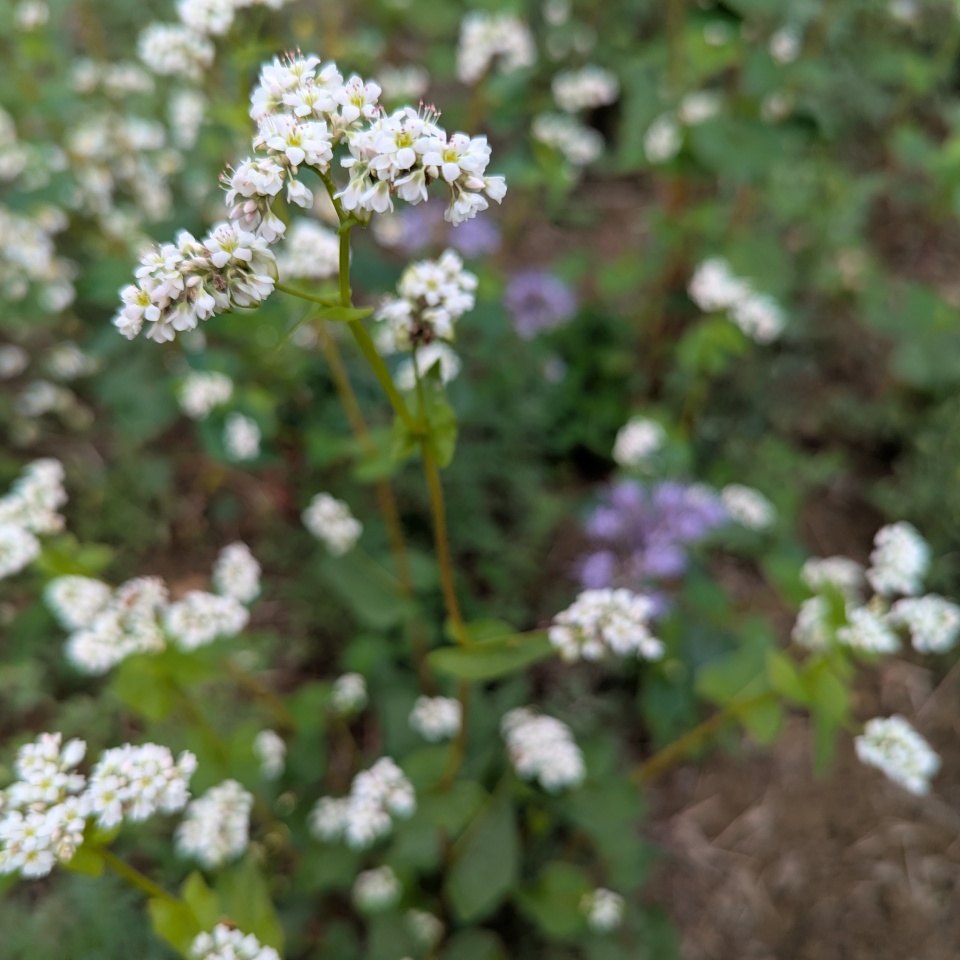 Etranger | Melisseus | Blipfoto