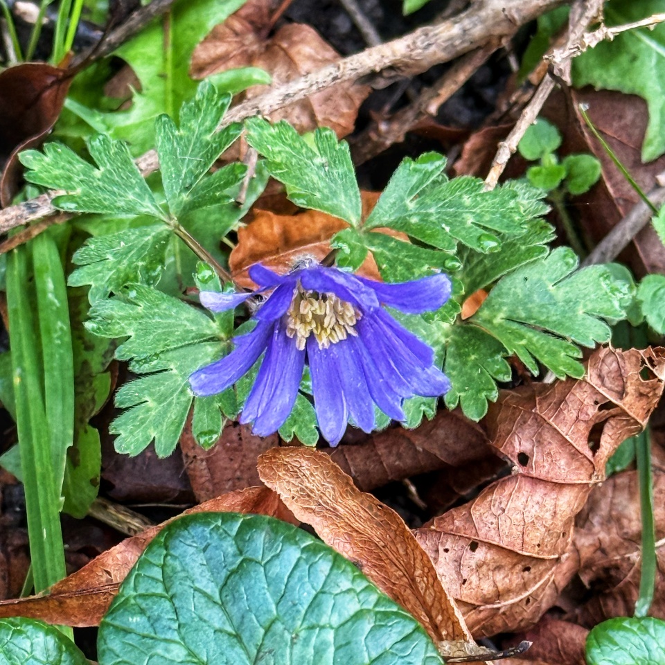 Spring. | Technophobe | Blipfoto