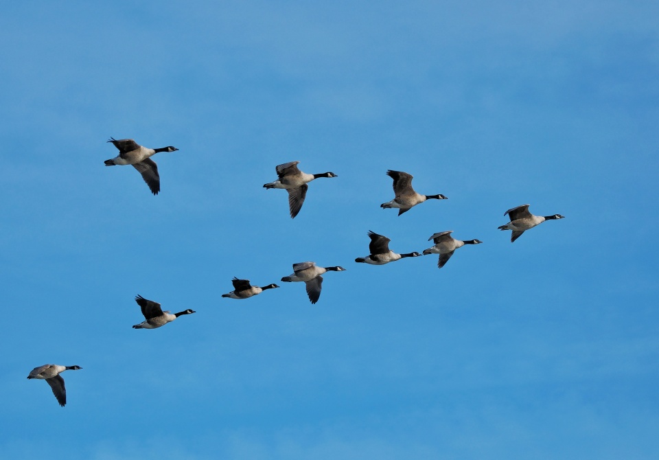 Playing fast and goose. | rmeinz | Blipfoto