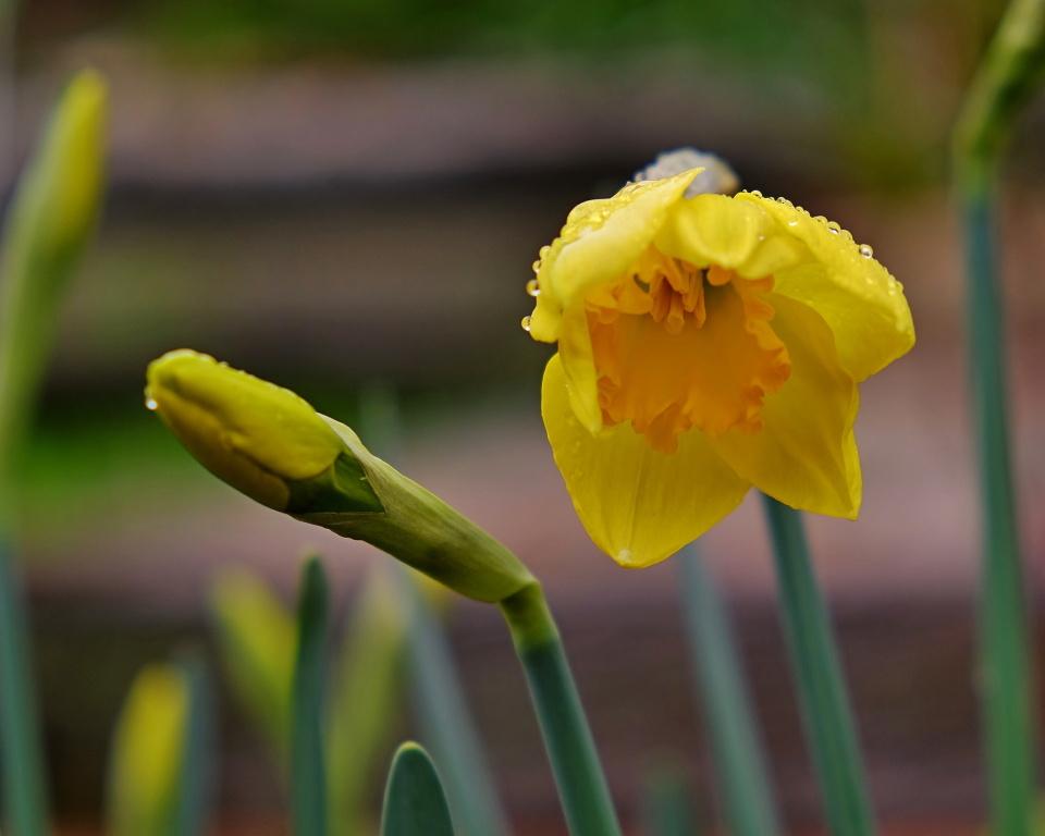 Flower Friday . . . Daffodil | V1k1 | Blipfoto