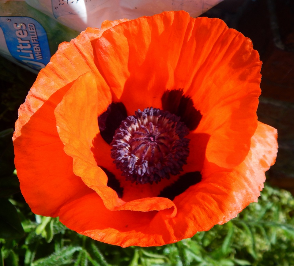 Poppy | Mothermudd | Blipfoto