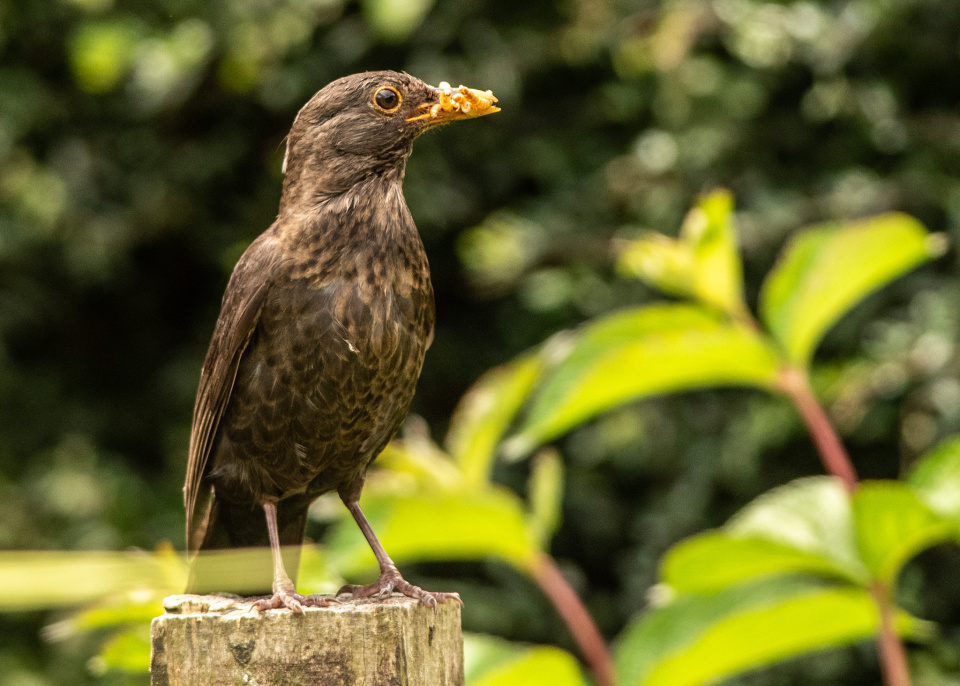 Dinner's Ready! | Ingleman | Blipfoto