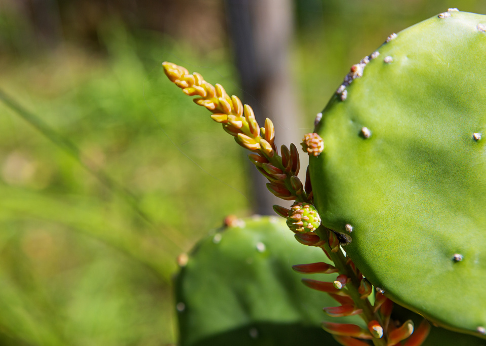 Still Blooming | bugsman | Blipfoto
