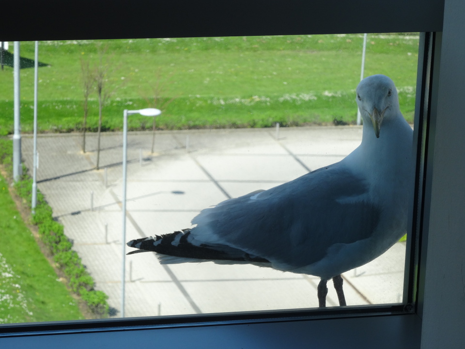 This seagull has been... | GailyWhaley | Blipfoto