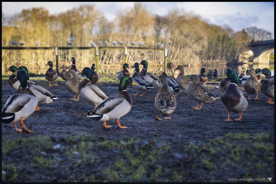 Duck City ... | RobinDown | Blipfoto