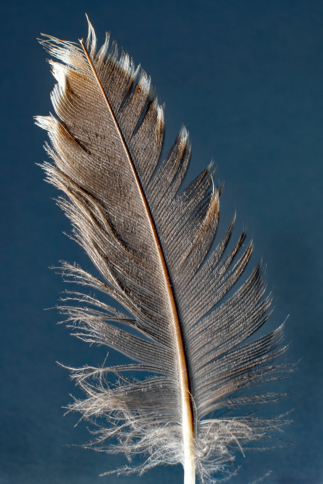 Water bird feather | Miranda1008 | Blipfoto
