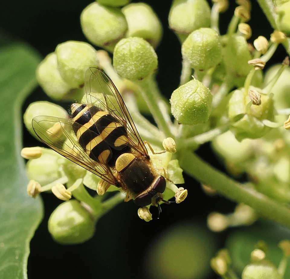 Ivy | Technophobe | Blipfoto