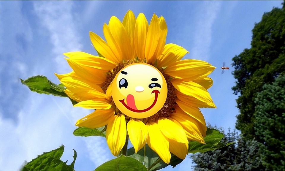 Smiling Sunflower! | Alichap21 | Blipfoto