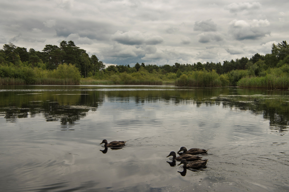 Black Pond, Esher | NickyR | Blipfoto