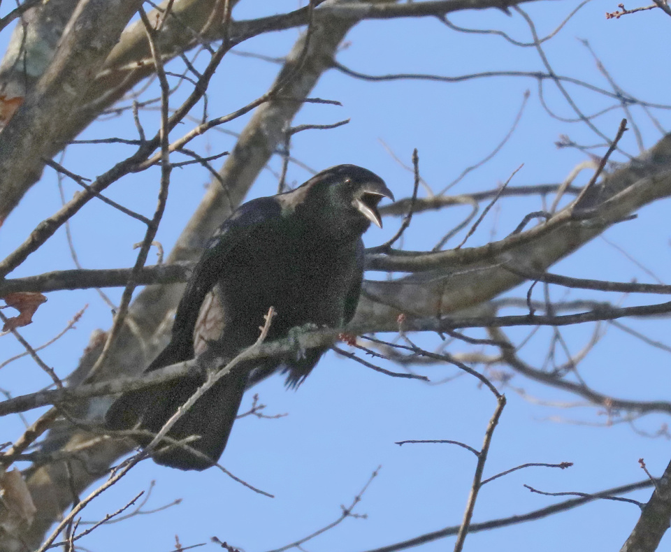 Crow Cawing ... | VandeGraaff | Blipfoto